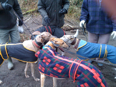 Friends of Hersham Hounds: Photos from greyhound social walk on West ...