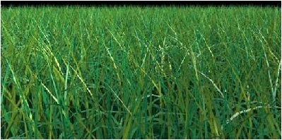 3D-XPLORE: Tutorial cara membuat rumput di 3dsMax