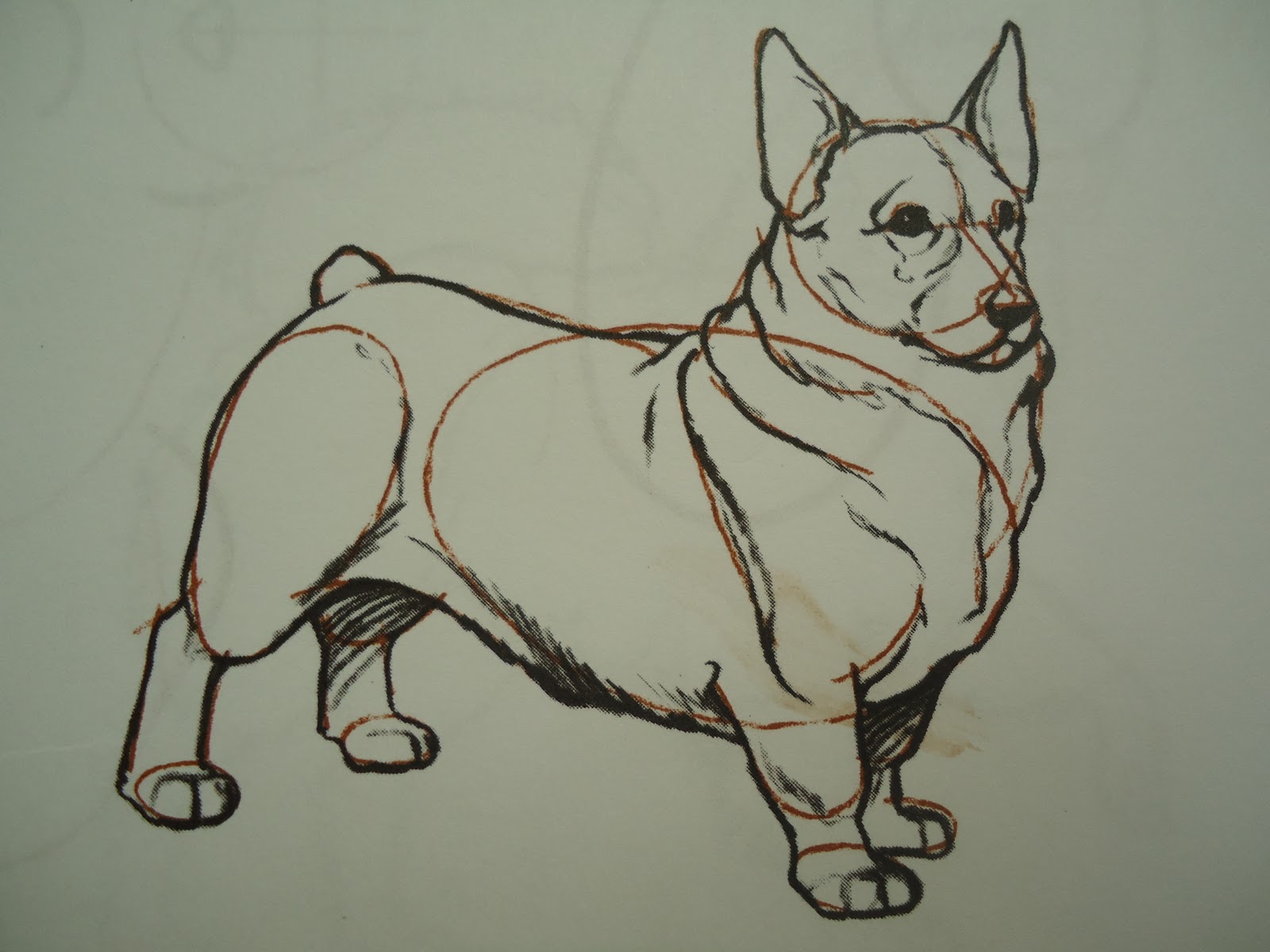 Peanut a Corgi: How to draw a Pembroke Welsh Corgi