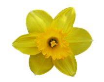Capadia Designs: Digital Daffodils