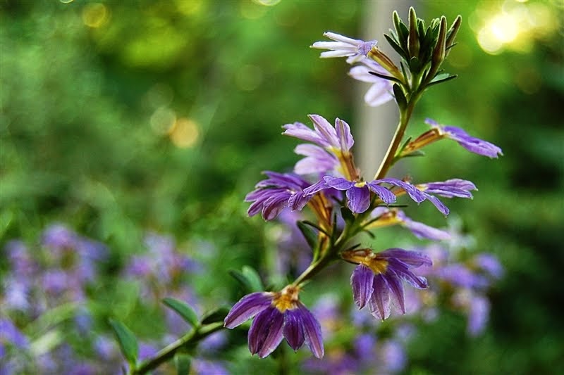 Capadia Designs: New Cartridge Updates for Design Studio and the Gypsy