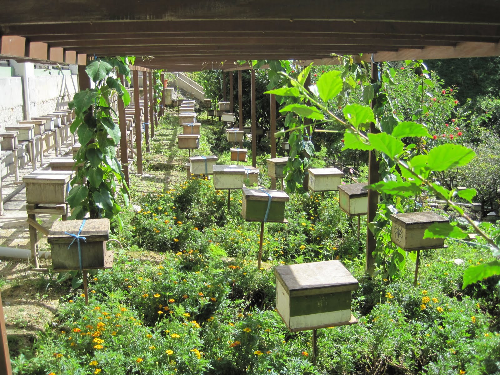 Sehari dalam Sejarah . . .: LAWATAN KE "HONEY BEE FARM" & BOH TEA ...