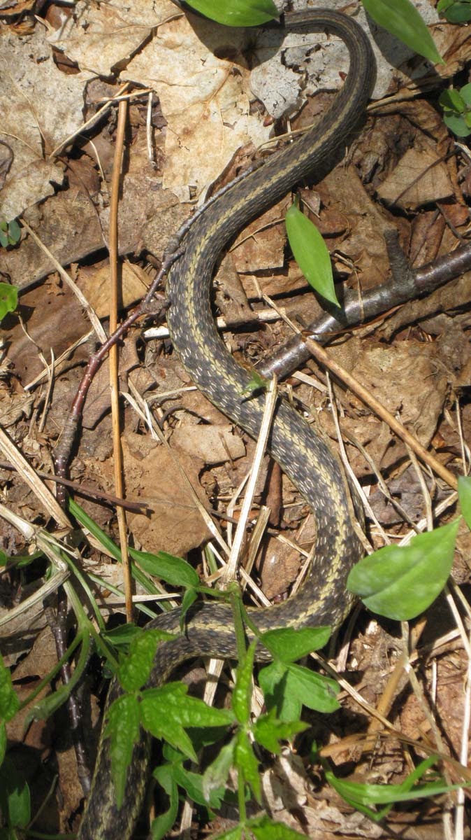 The Agatelady: Adventures and Events: More Vermont Photos