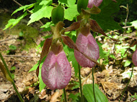 Capital Walks: Pine Tree State Arboretum