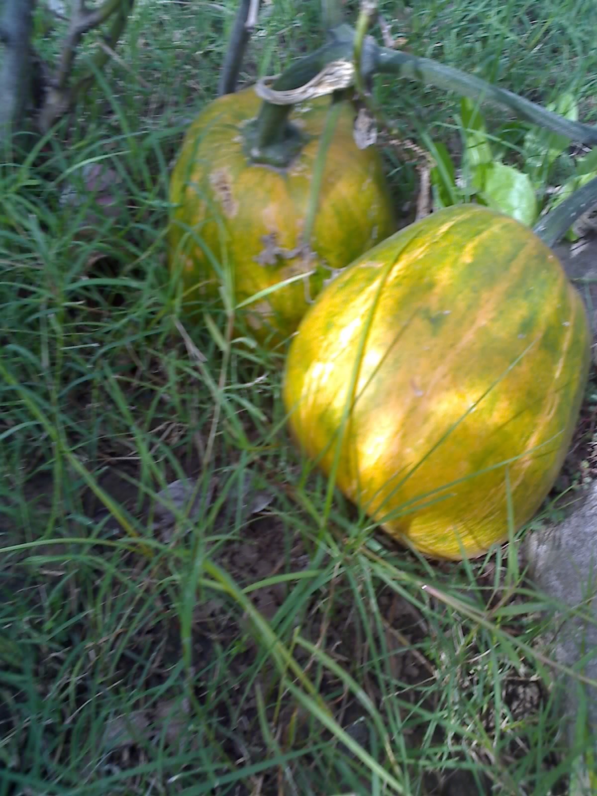 MI JARDÍN: CALABAZAS EN MI JARDÍN