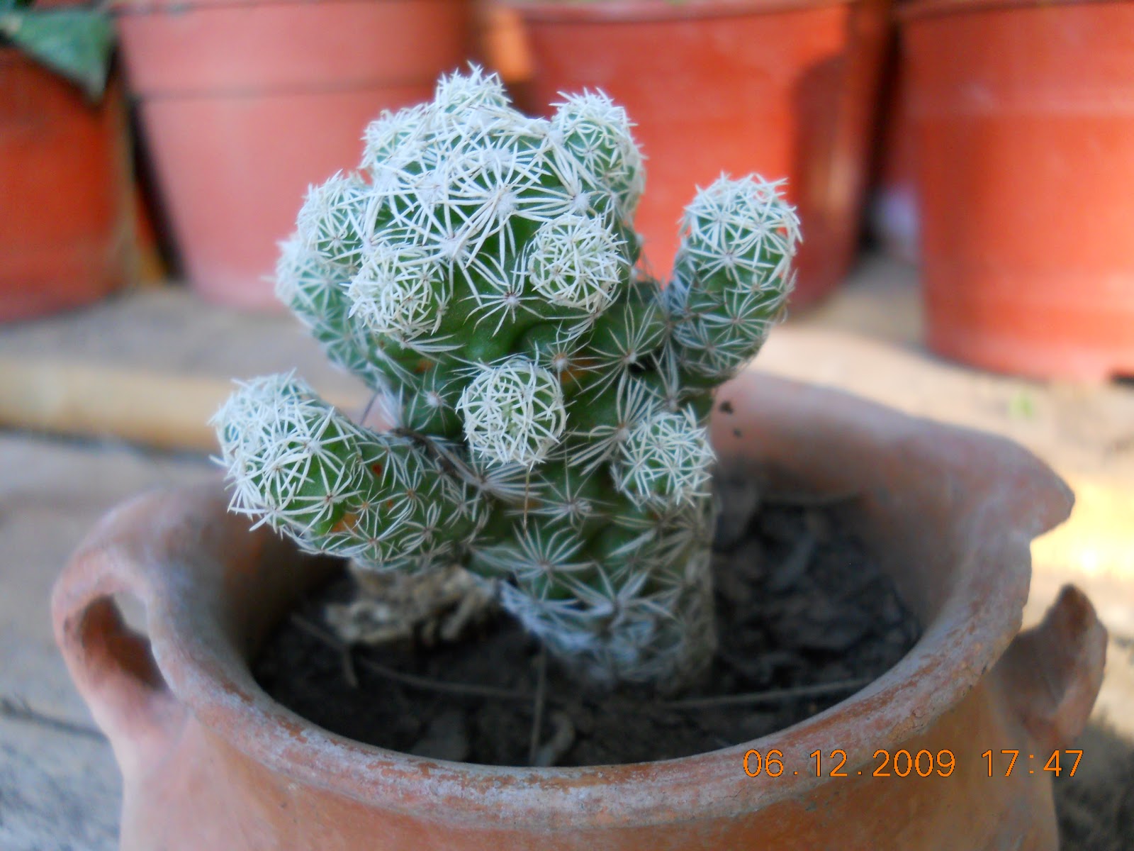 MI JARDÍN: CACTUS VARIOS