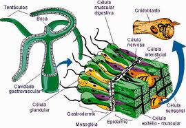 Ciências Para Curiosos: Cnidários