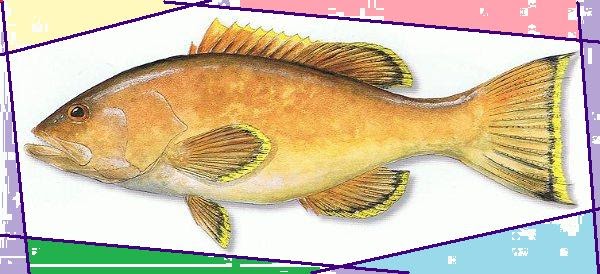 Sopas y Sopes !: Chiles Rellenos de Cherna; 100% Jarocho