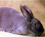 mosdiasbunny: Types Of Rabbit