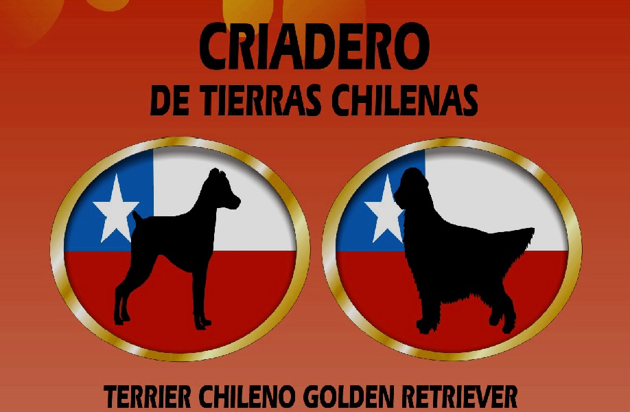 CRIADERO DE TIERRAS CHILENAS: ESTANDAR DEL TERRIER CHILENO