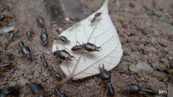 NabilaWahab: semut BRUTAL