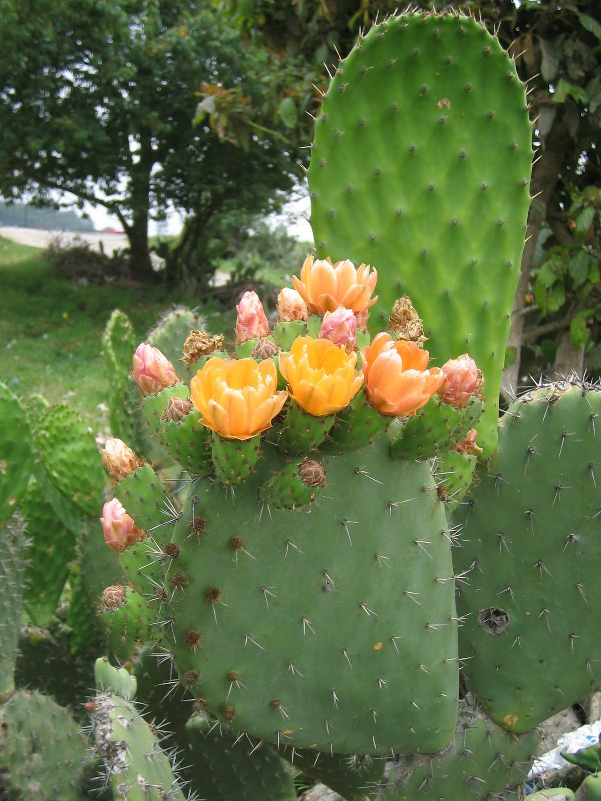 Saborearte entusiasma: El discurso del nopal