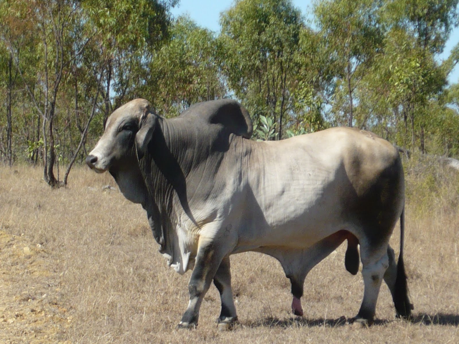 Tropical North Queensland: Outback New South Wales and Queensland