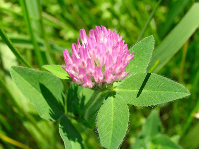 Poppular Photography: Four Leaf Clover Plus Flowers