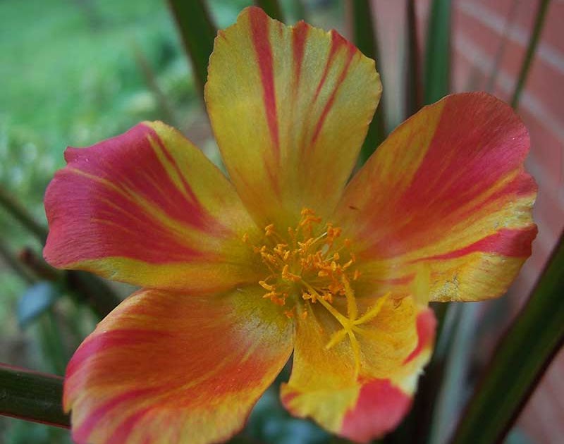 Poppular Photography: Orange-Red-Yellow Flower