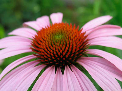 Poppular Photography: Lavender Cone Flower