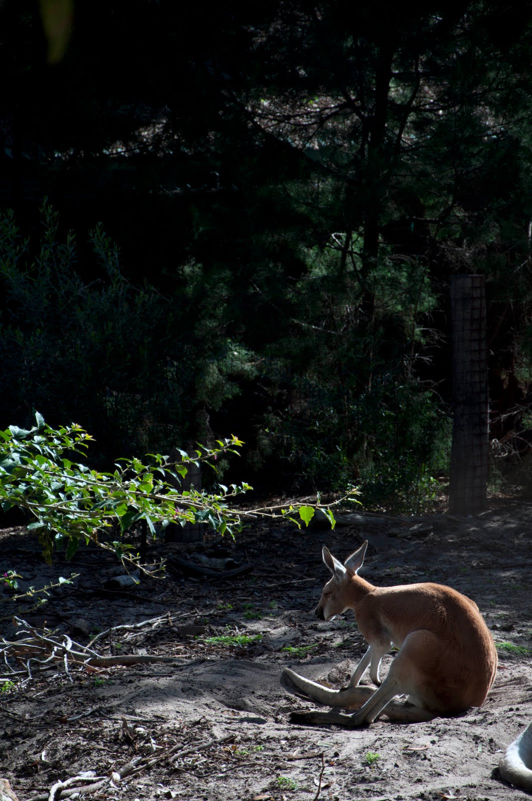 Over Down Under: Perth Zoo