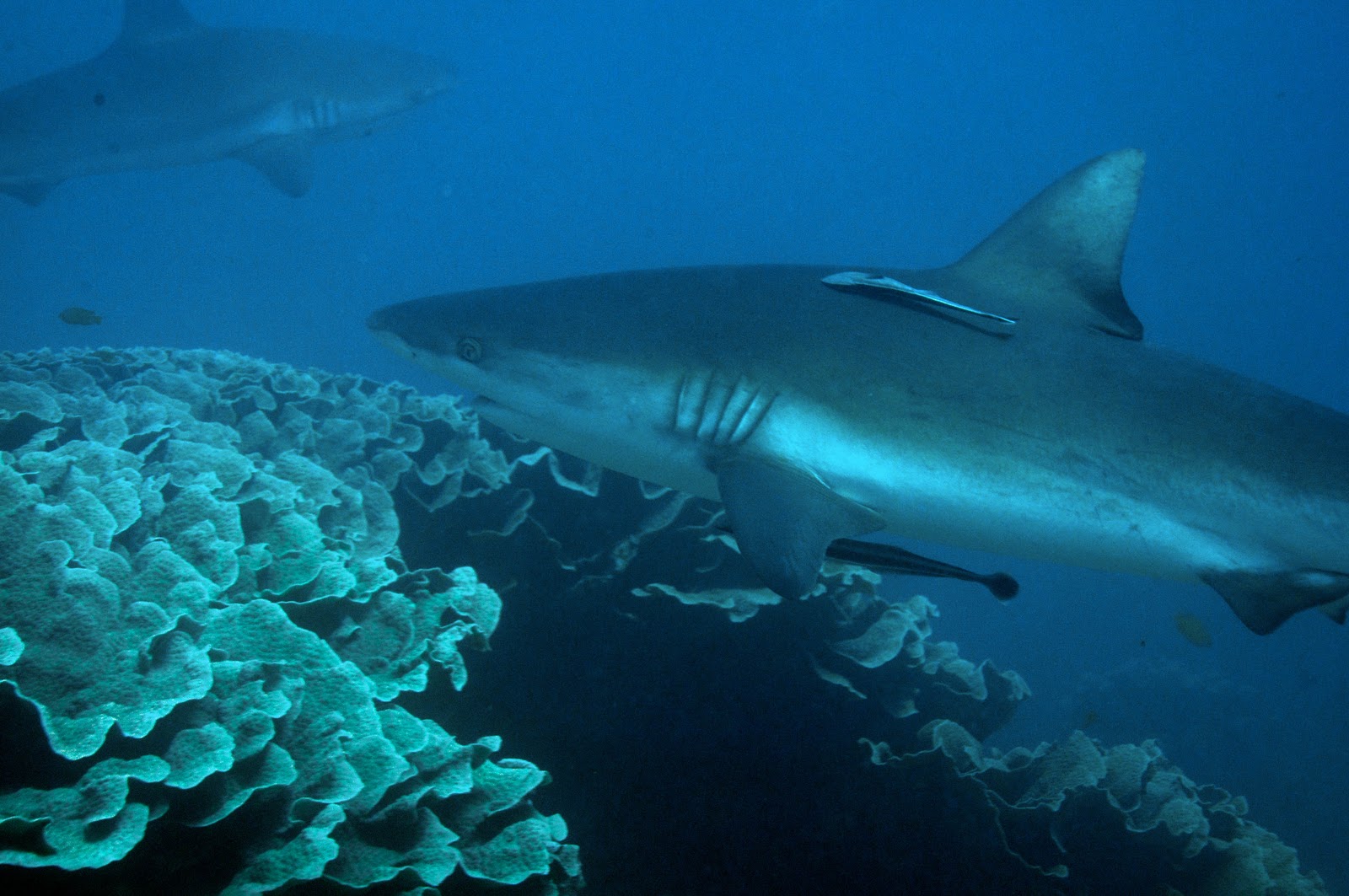 Over Down Under: Coral Bay: Part V - Dives 5 and 6 and Sunset on the Beach