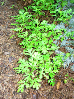 Marna's Gardens: How to pinch back Mums