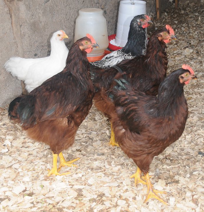 Amoebic Bourbon: Who are the Real Chickens?