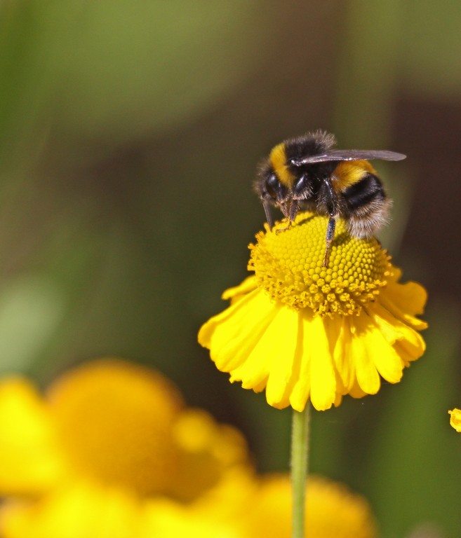 Tricia's Tales: London Wetland Centre - busy with insects.