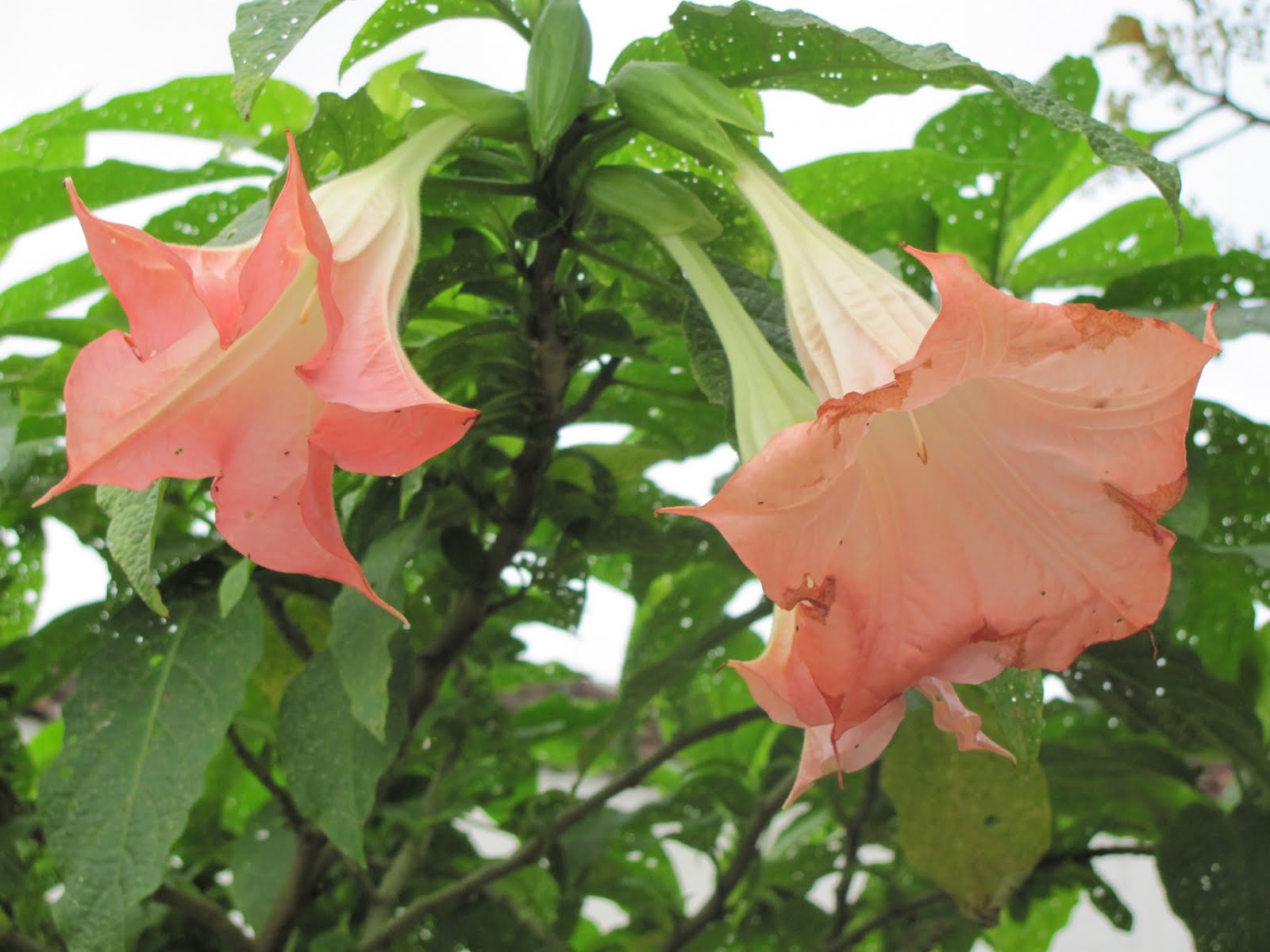 Burundanga - CARVÃO VERMELHO