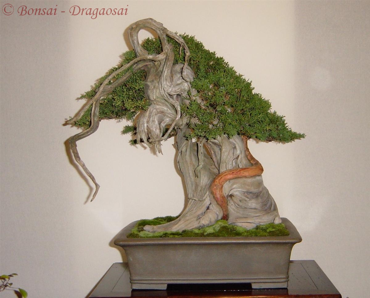 Bonsai-Dragaosai: TANUKI