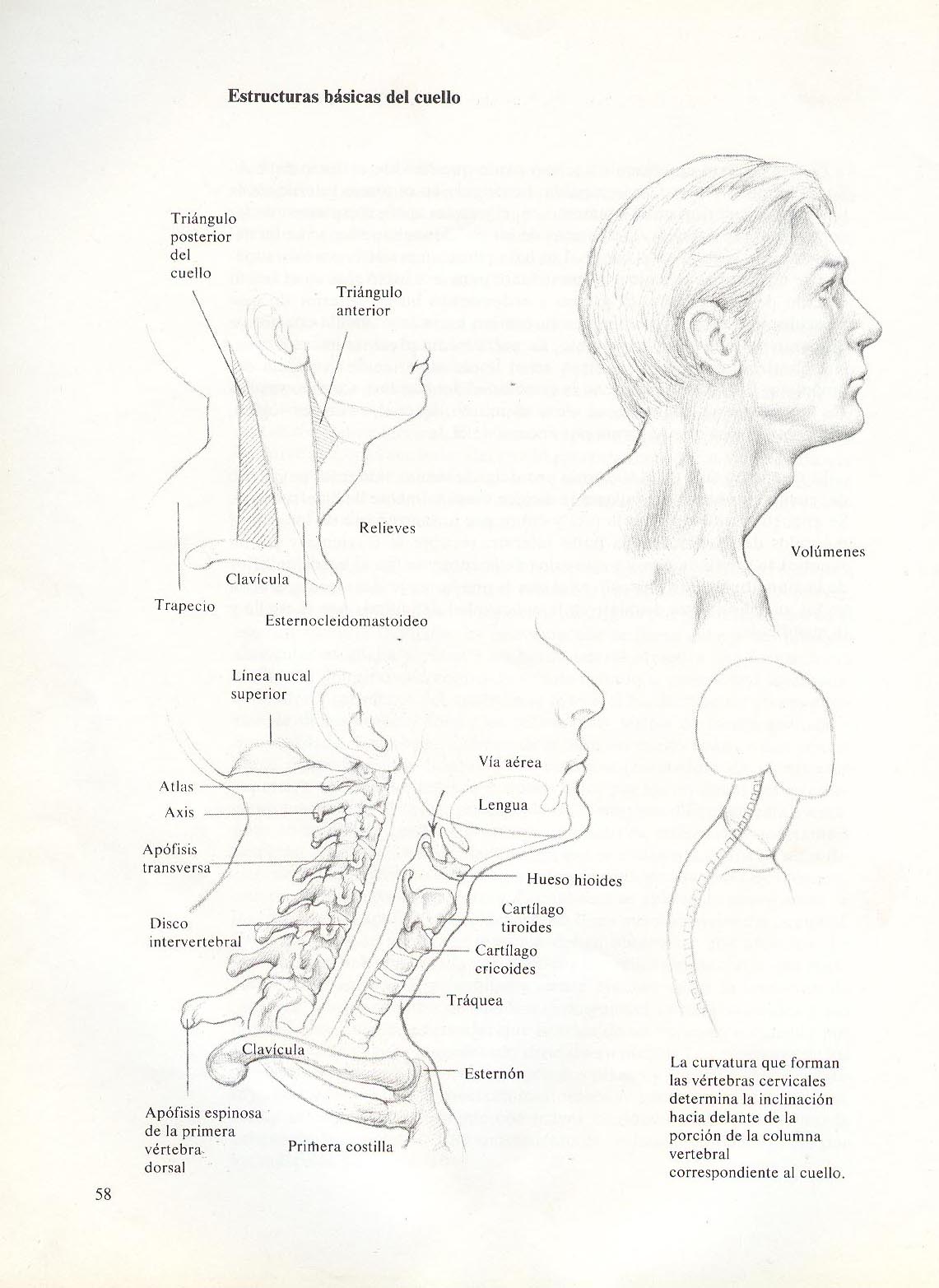 Samuel Velarde Solari: Estructura osea y muscular del rostro y cuello