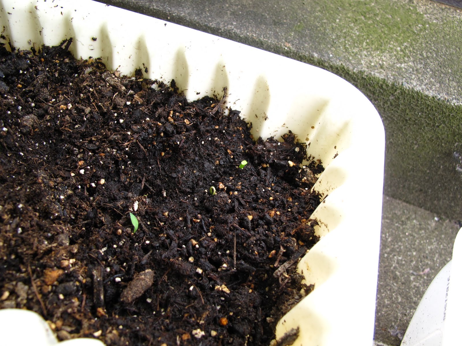 moshi moshi anone: plant and you shall reap