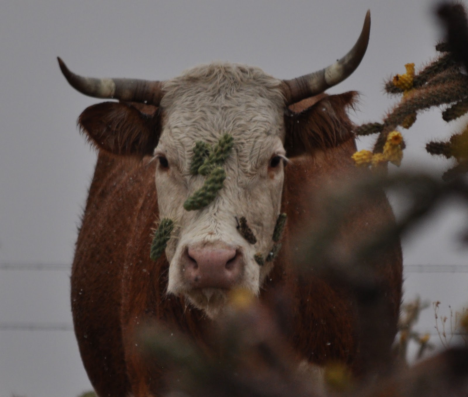 John's Photos: Cactus Cows