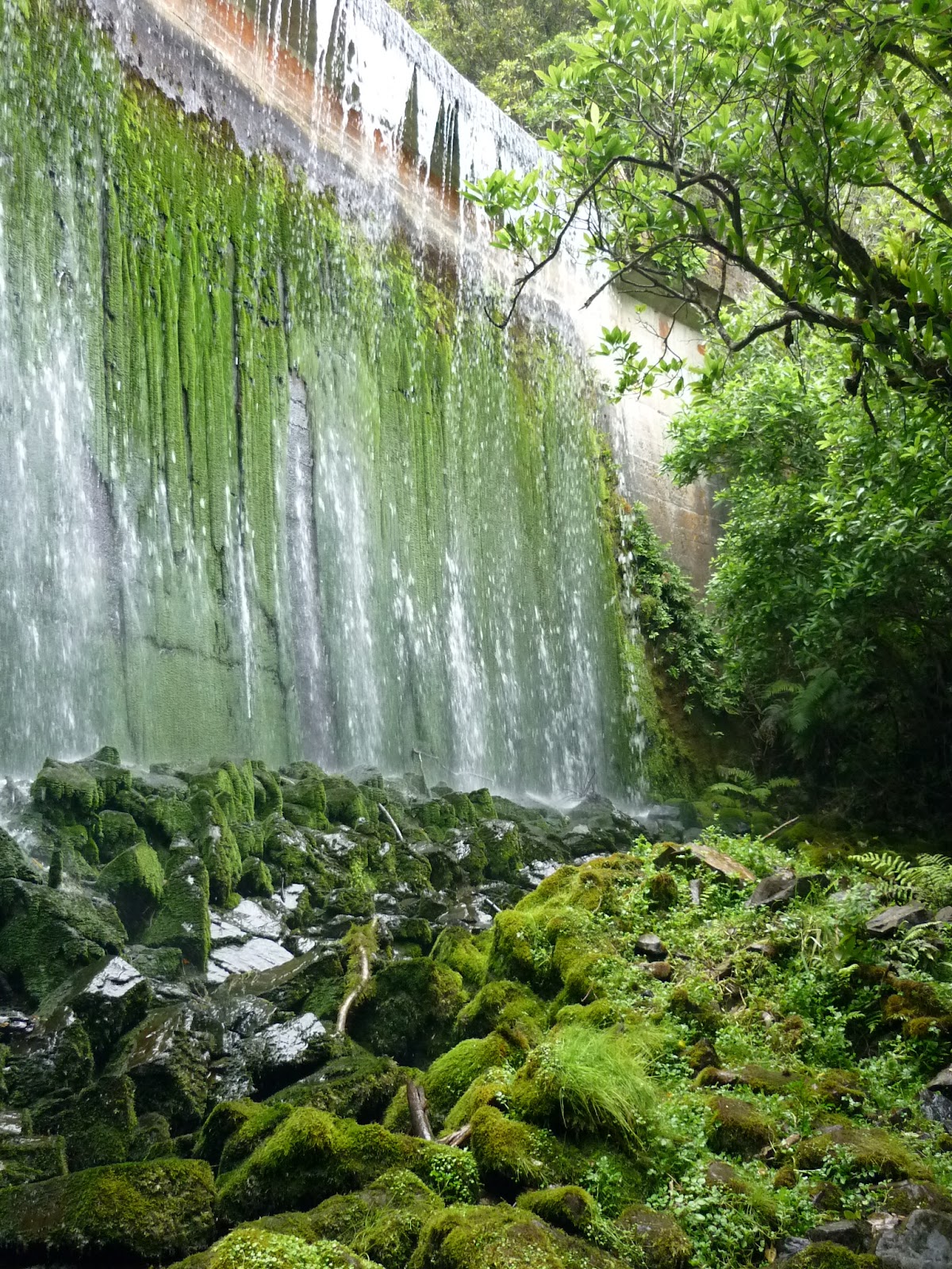 perette's news in NZ 2: Akatarawa forest
