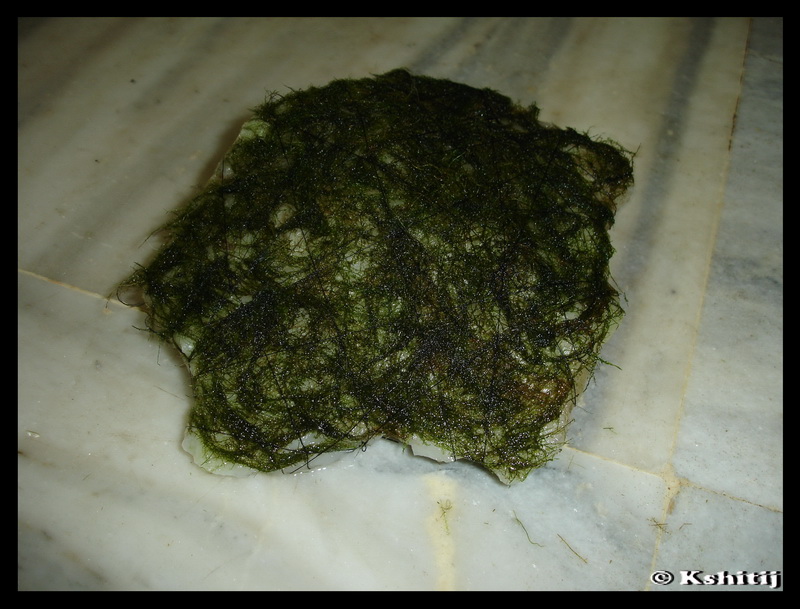 Aquatic Plants for India: Growing Stringy moss