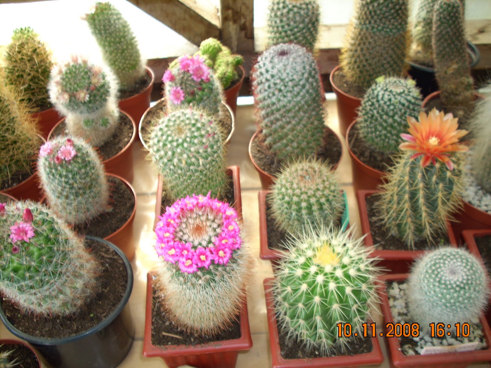 VIVERO SANSSOUCI: Hábitat de las cactáceas