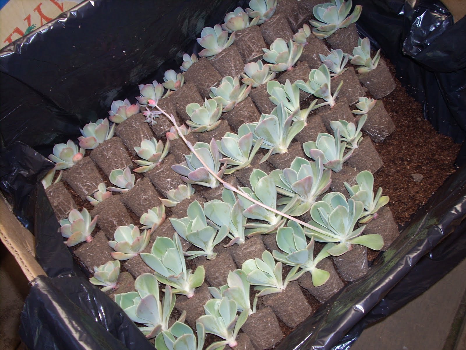 VIVERO SANSSOUCI: Preparación de pedido de plantas para Punta Arenas ...