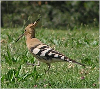 PERKEMBANGAN TEKNOLOGI: Burung Hud-hud