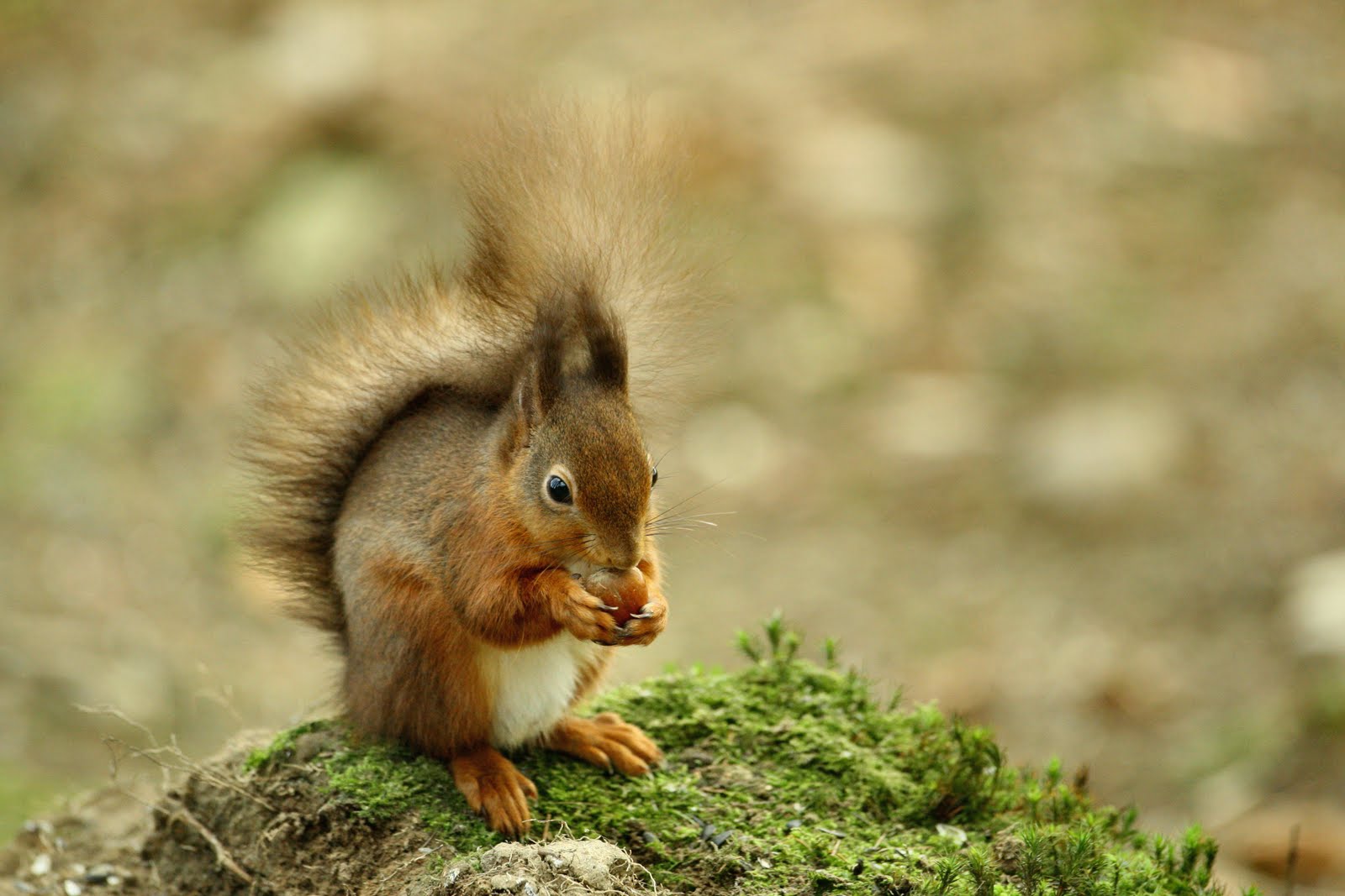 A Walk On The Wildside/Paul Foster.: Red Squirrels at Kielder