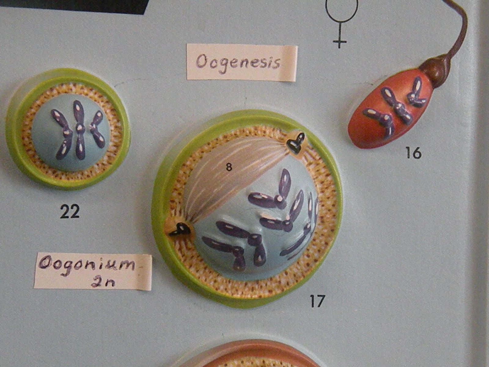 PSC: Anatomy and Physiology 2: OOgenesis