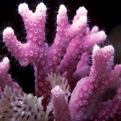 Let's save the Coral Reefs!!: Photos of beautiful corals