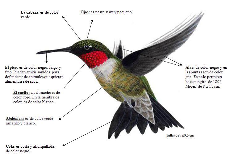 El cole en la web: Infografía: Colibrí