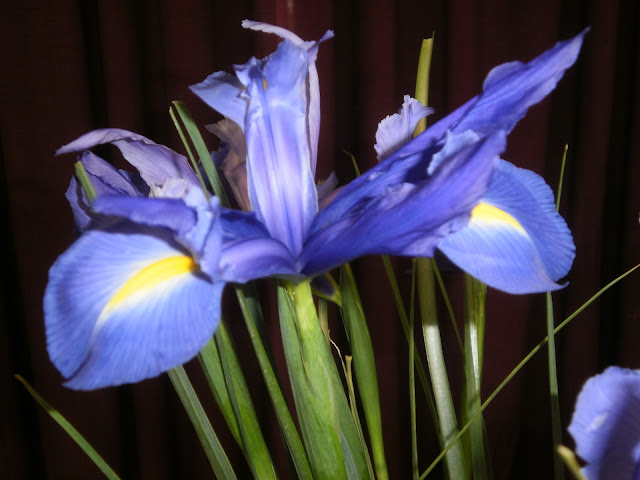 Flower Memes: Purple Iris for Today's Flowers