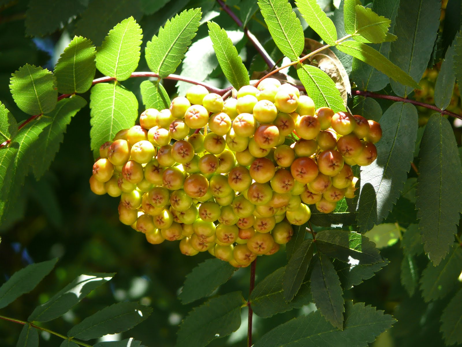 Fotos de la Patagonia: Frutos del Bosque