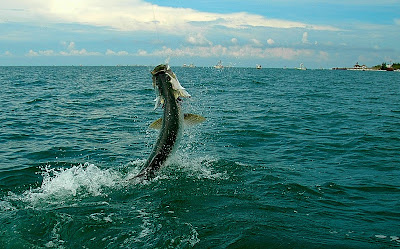 Beyond BordersOutfitters: Jumping Tarpon
