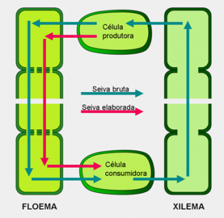 Trezentose8@net: Seiva Bruta e Seiva Elaborada