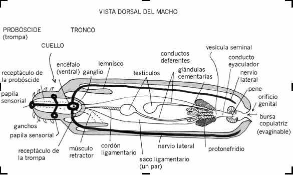 A l .m a. s a m ...: ACANTOCÉFALOS