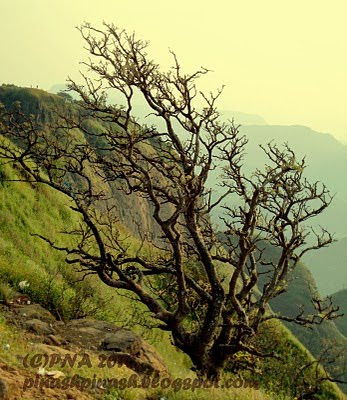 Strewn Ashes: March 2010