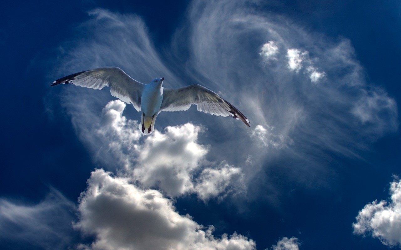 Desorientadamente: ANIMARSE A VOLAR... J. Bucay