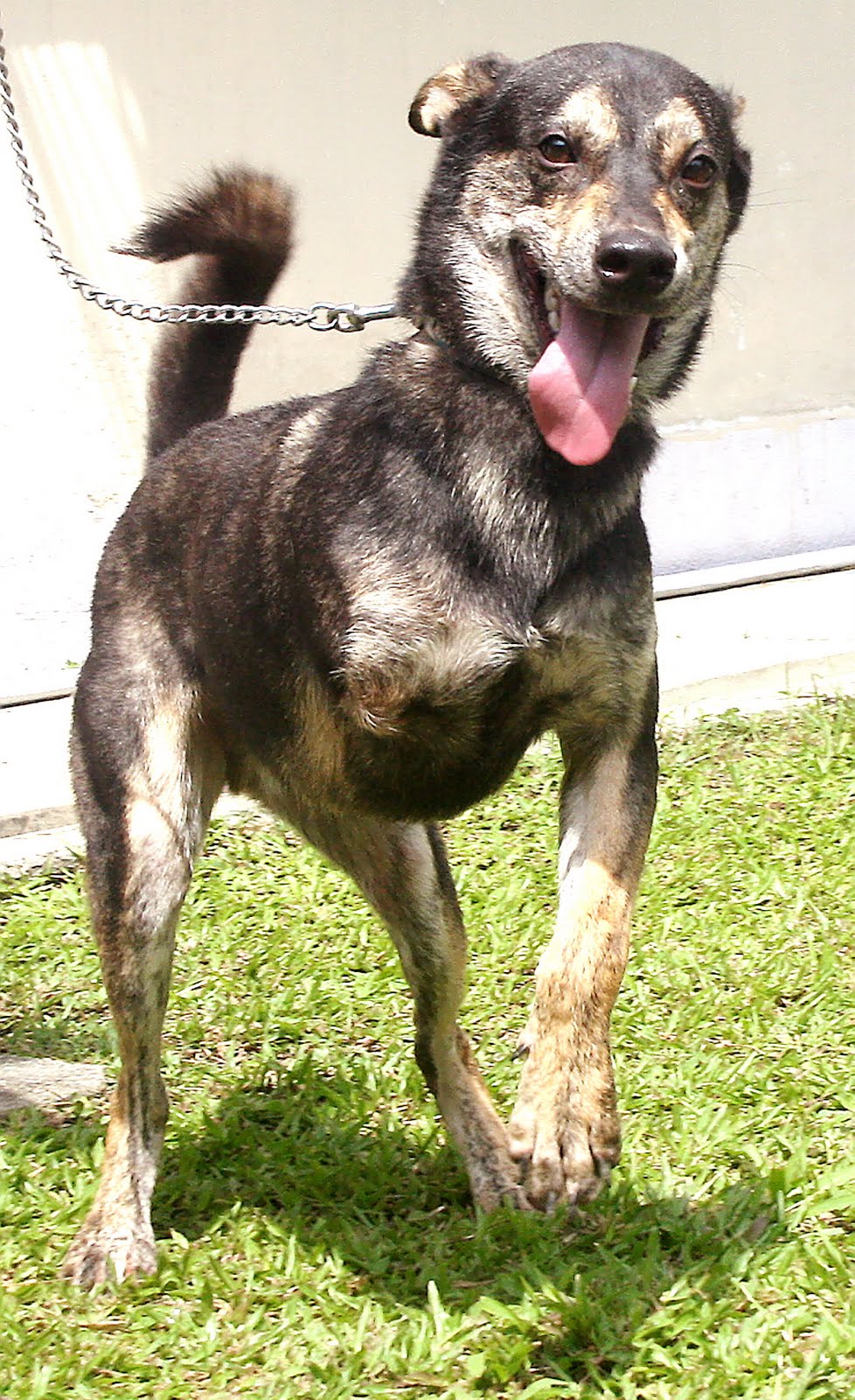 MALAYSIAN DOGS DESERVE BETTER: ADOPTION DRIVES
