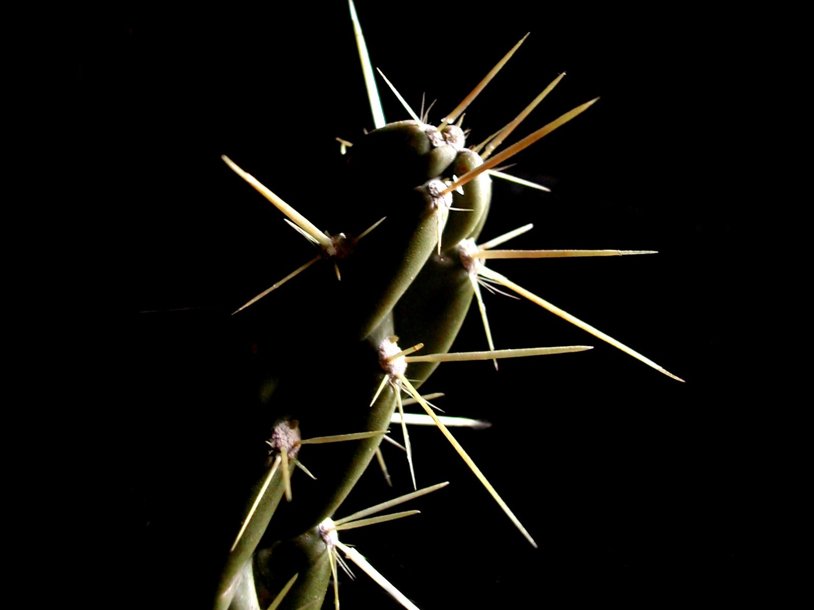 BioCactus: Espinas y cactáceas