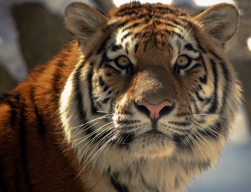 Pinthuraya | Picture: August 2009