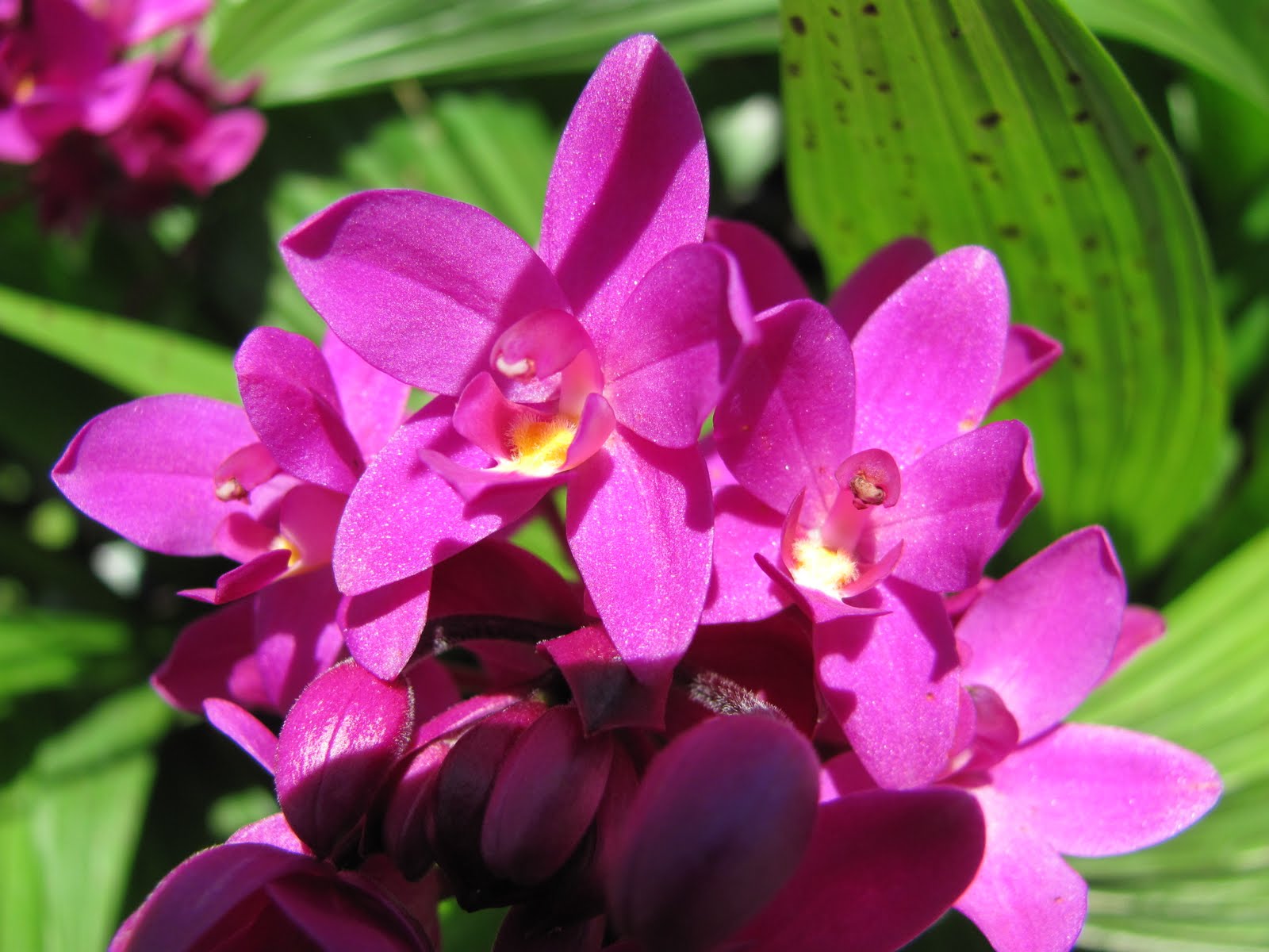 New York, Plants & Other Stuff: Spathoglottis plicata